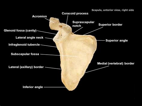 Coracoid Process Acromion Suprascapular Notch Superior Border Ppt