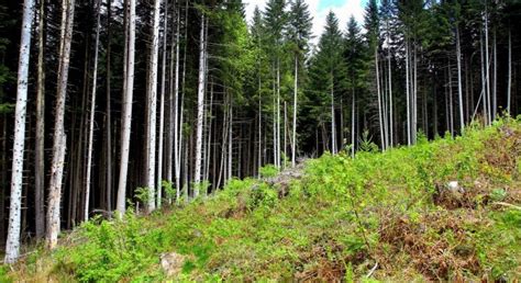 Повідомлення про проведення повторної третьої лісовпорядної наради з розгляду матеріалів