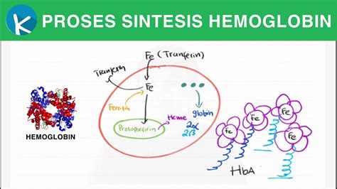 Pembentukan Hemoglobin My Xxx Hot Girl