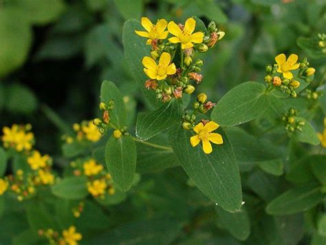 Hypericum Punctatum