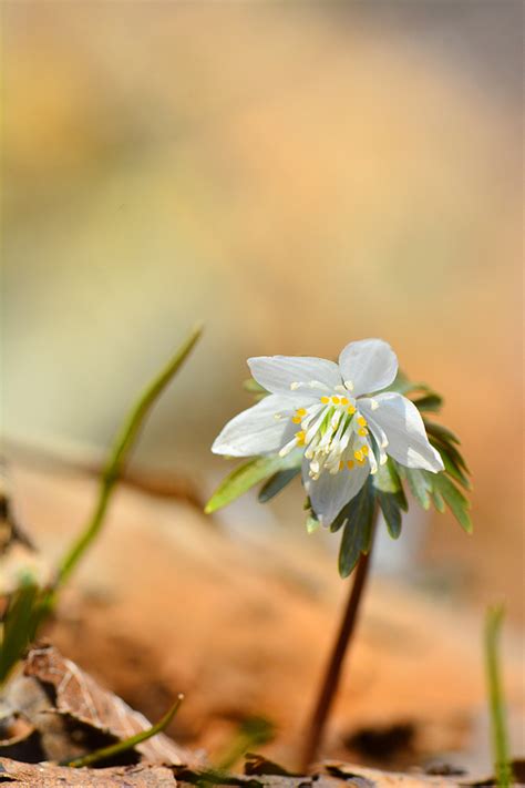 유토이미지 강원도 고산지대의 3월 아직 겨울이 떠나지않은 차가운 계곡가의 양지볔에 함초롬히 하얀 순백색의 꽃을 피우고있는 너도바람꽃 한송이의 순결한 자태