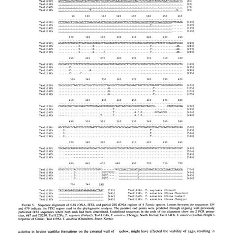 sequence alignment of 5 8s rdna its2 and partial 28s rdna reg and 679