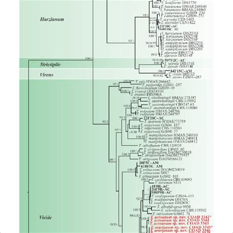 Phylogenetic Tree Of Trichoderma Spp Based On Combined Rpb2 And Tef1 α