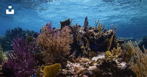 산호초와 해초의 수중 장면 사진 Unsplash의 무료 산호초 이미지