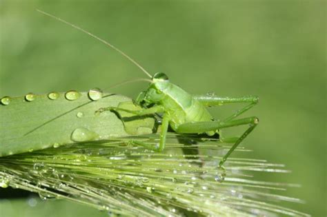 Optimal Grasshopper Habitat Crafting An Ideal Environment