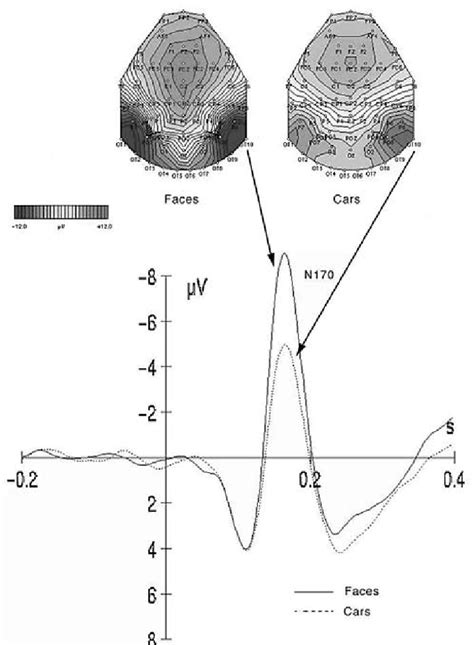 The N170 Erp Component Recorded To Pictures Of Faces And Objects Note Download Scientific