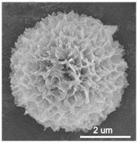 Graphite Phase Carbon Nitride Porous Microsphere And Preparation Method