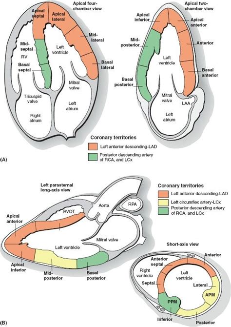 Two Diagrams Showing The Different Areas Of The Brain And Their Corresponding Functions In Each