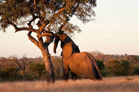 Marula Fascinating Africa