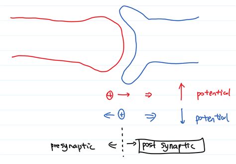 Limitations Of Spike Response Model And Coding Connectome Kausalflow