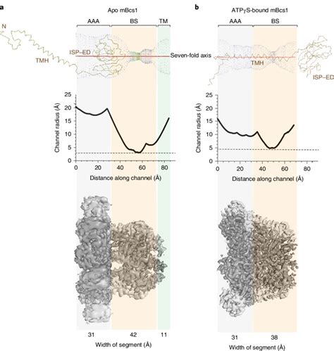 Size Measurement Of The Putative Substrate Binding Cavity In Apo And Download Scientific