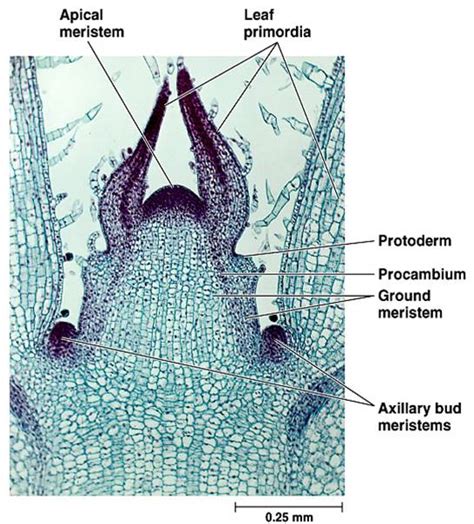 Plant Tissues Biology4isc