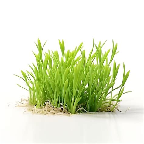 Premium Ai Image Isolated Of Fonio Grain Seed Color White Form Small