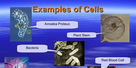 Lets Explore Cell Structure And Function