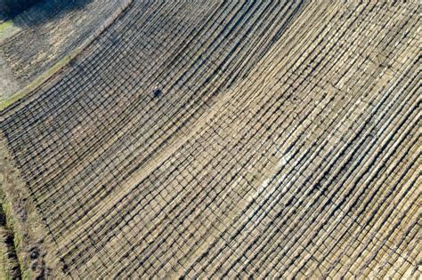 Aerial Drone Shot Of A Crawled Tractor Driver Circulating Through Vine