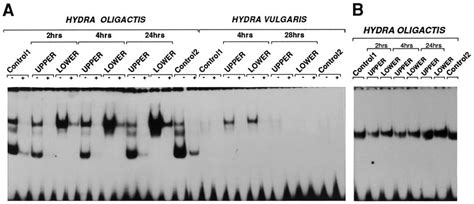 Band Shifts Assays Showing The Modifications Of The Cre Binding Download Scientific Diagram