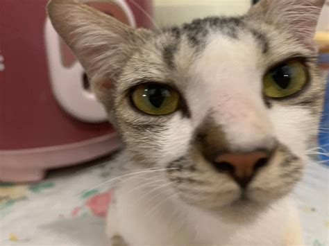 Download Pdf Health Policy Analysis Framework By Fyuaeda On Deviantart