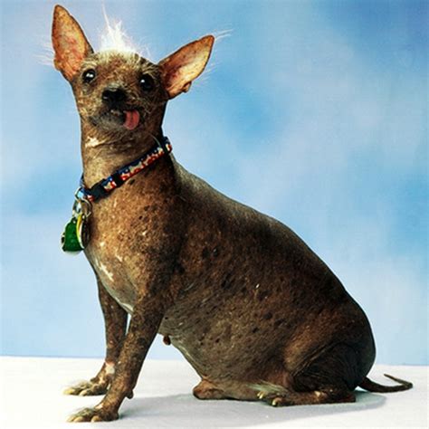 世界最丑狗大赛中国冠毛犬年年夺冠丑贯中西 搜狐