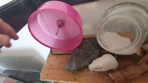 Habitat De Mes Femelles Gerbilles Youtube