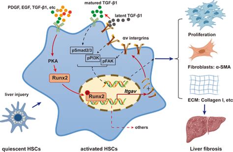 Schematic Illustration Of Runx2 Promoting Hsc Activation And Liver