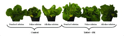 Effects Of Nutrient Solution And Biostimulant Application No
