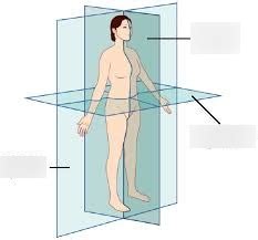 Planes And Axis Of Movement Diagram Quizlet