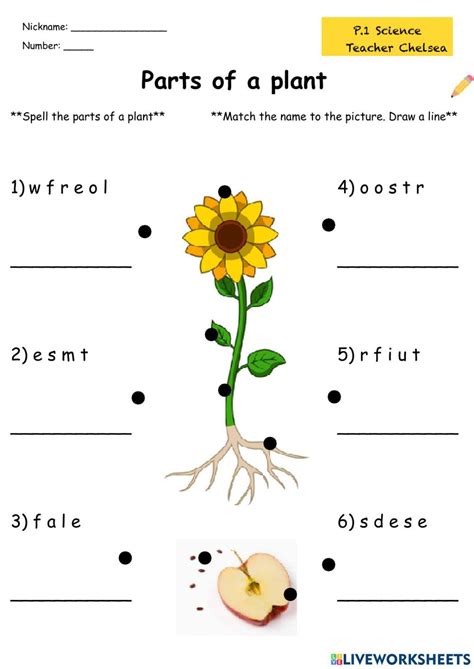 Parts Of A Plant Online Pdf Worksheet Artofit