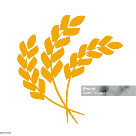 밀 또는 보리 귀 수확 밀 곡물 성장 쌀 줄기 와 전체 빵 곡물 또는 필드 시리얼 영양 호밀 곡물 농산물 귀 기호 격리된 벡터