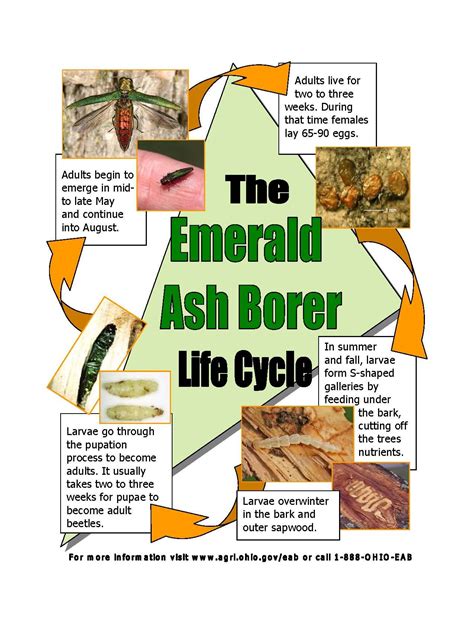 5 Facts About The Emerald Ash Borer Westchester Tree Life Ash Borer Tree Care Ash Borer Beetle