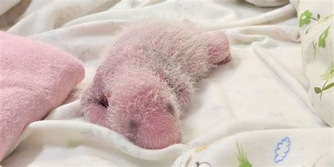 New Pandas An An And Ke Ke Are Coming To Hk Society China Focus