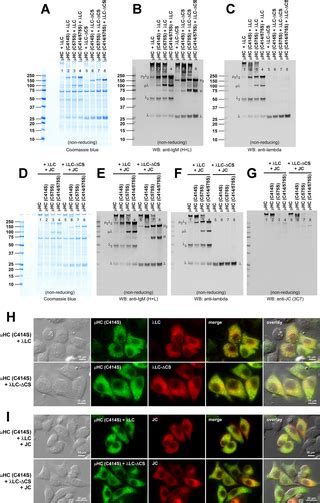 Understanding The Biosynthesis Of Human Igm Sam 6 Through A