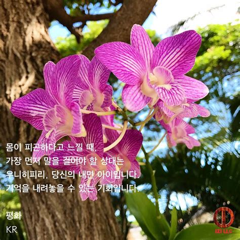 Sith호오포노포노 몸이 피곤하다고 느낄 때 가장 먼저 말을 걸어야 할 상대는 우니히피리 당신의