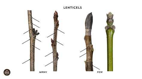 The Ultimate Guide To Winter Tree Identification Feral Foraging
