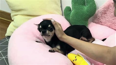 마포센터애플4 입양문의02 2124 2839 서울시 유기견 유기견입양 강아지 강아지일상 입양하세요 반려견 유기견