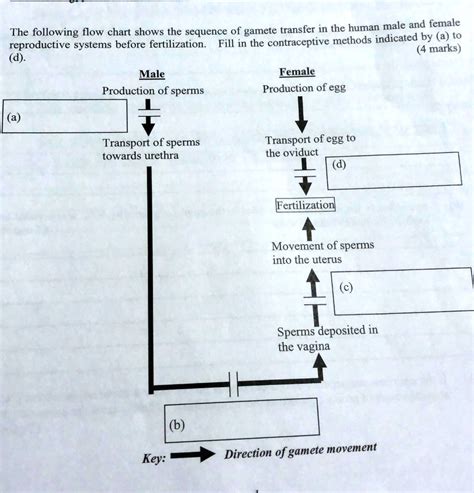 The Following Flow Chart Shows The Sequence Of Gamete Transfer In The