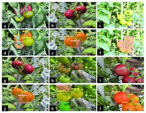 Examples Of Instance Segmentation Of Tomatoes A Ripe Tomatoes And Download Scientific