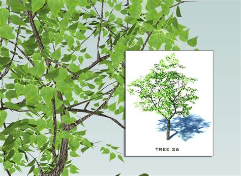 Sketchup 3d Trees Collection 3 By Sketchup Texture 73