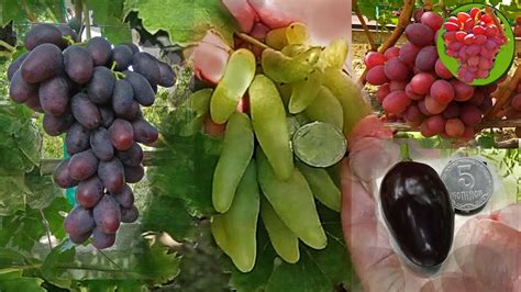 @Каталог саджанців винограду від О Гергеля Весна 2023 - YouTube