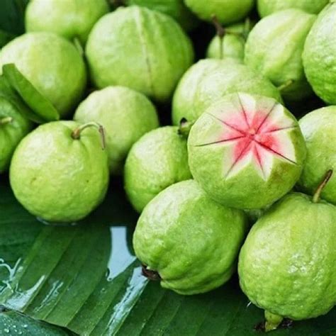 Ổi Ruby Siêu Thị Cây Giống Welofarm