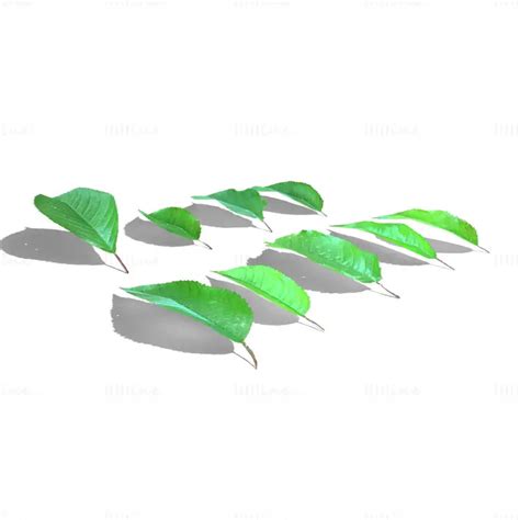 Cherry Leaves 3d Model
