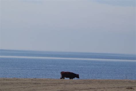 ფოთი საქართველოს საზღვაო კარიბჭე