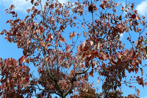 我が家の紅葉の樹々 さわやか信州の庭 toledo