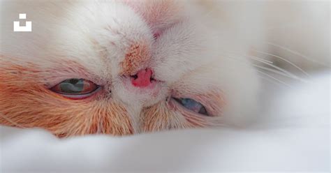 주황색 눈을 가진 흰 고양이 사진 Unsplash의 무료 고양이 이미지