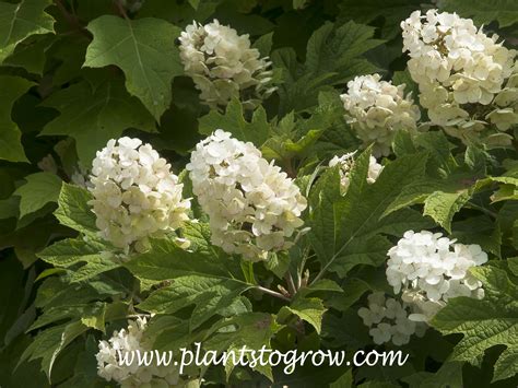 Alice Oakleaf Hydrangea Hydrangea Plants To Grow Plants Database