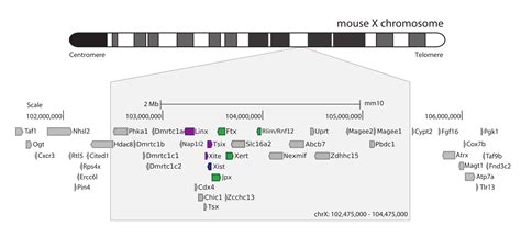 Video Deciphering High Resolution 3d Chromatin Organization Via