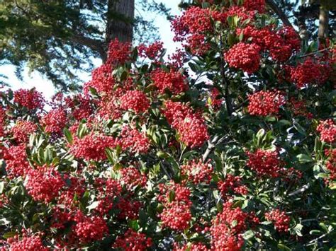 Heteromeles Arbutifolia Toyon