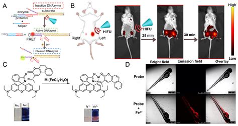 Fluorescent Sensors For Detecting And Imaging Metal Ions In Biological Systems Recent Advances