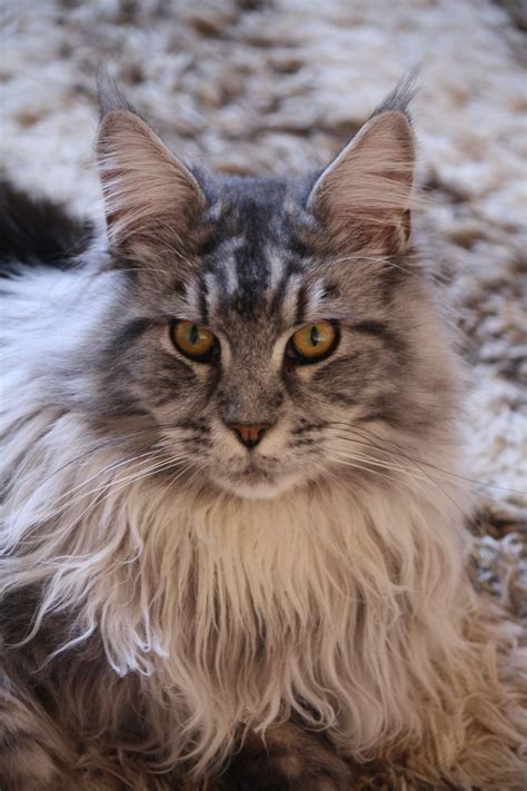 Black Silver Ticked Tabby Maine Coon TrendyJuli
