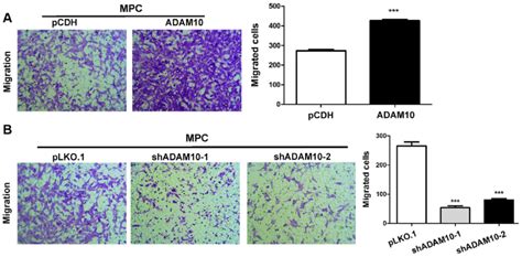 Effect Of Adam10 On Podocyte Migration Effect Of Adam10 A Download Scientific Diagram