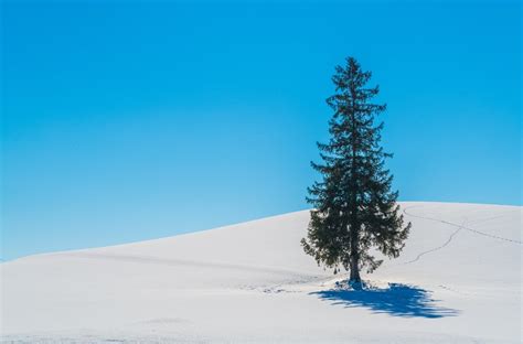 비에이 후라노 버스투어 삿포로 출발 한국인가이드 Kkday